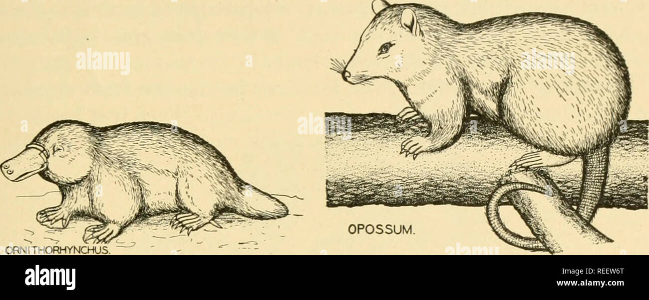 . Comparative anatomy. Anatomy, Comparative. THE ANIMAL KINGDOM 27 ...