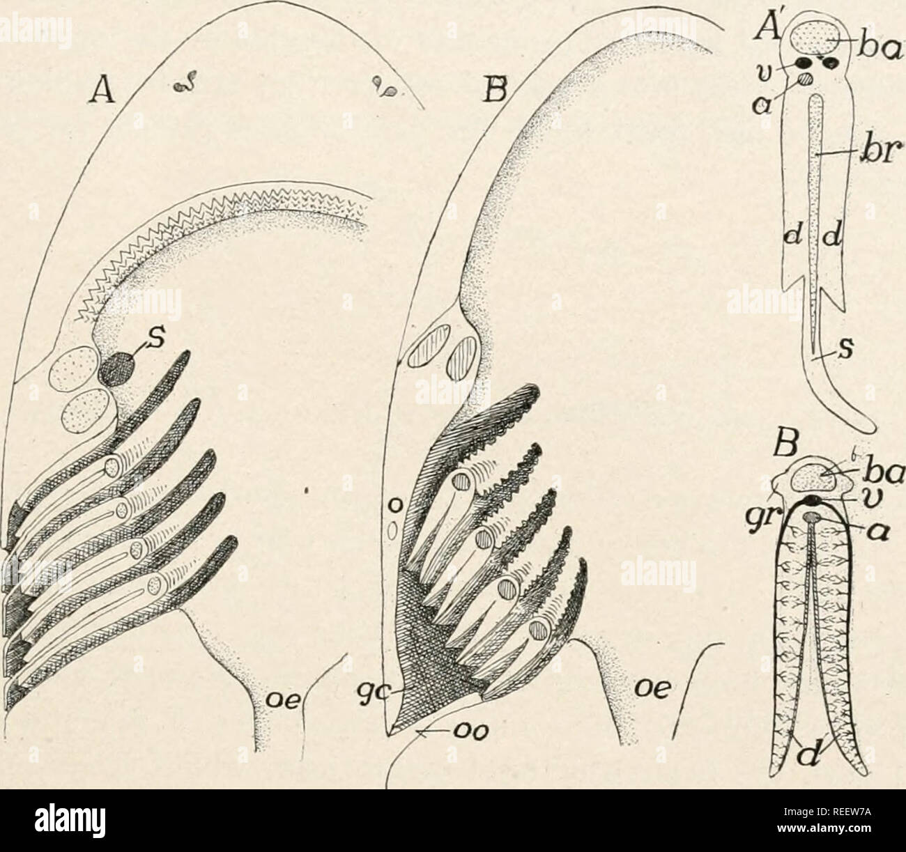 Myxine hi-res stock photography and images - Alamy