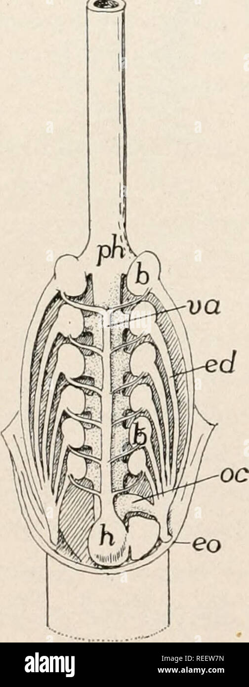 . Comparative anatomy of vertebrates. Anatomy, Comparative; Vertebrates ...