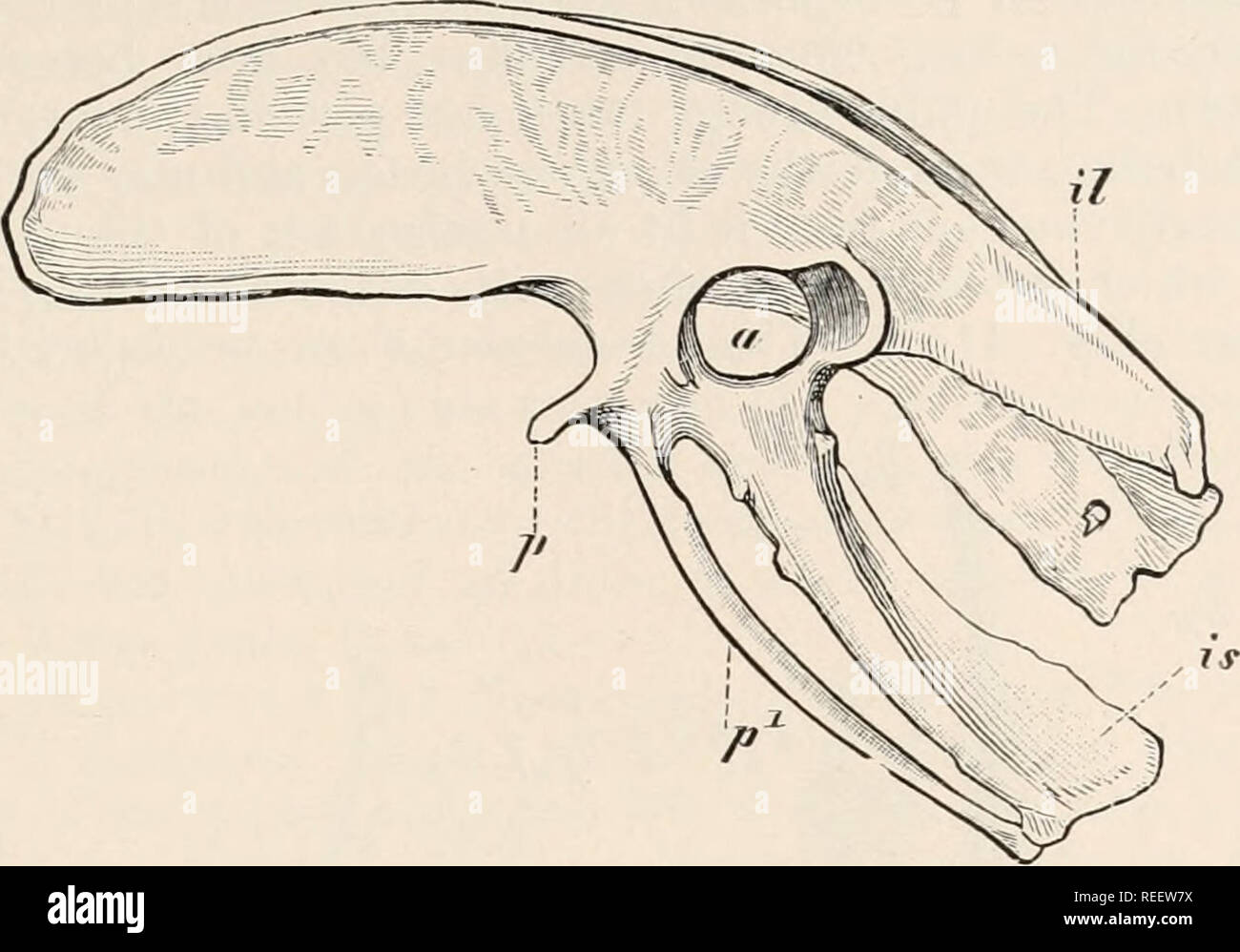 . Comparative anatomy of vertebrates. Anatomy, Comparative; Vertebrates ...