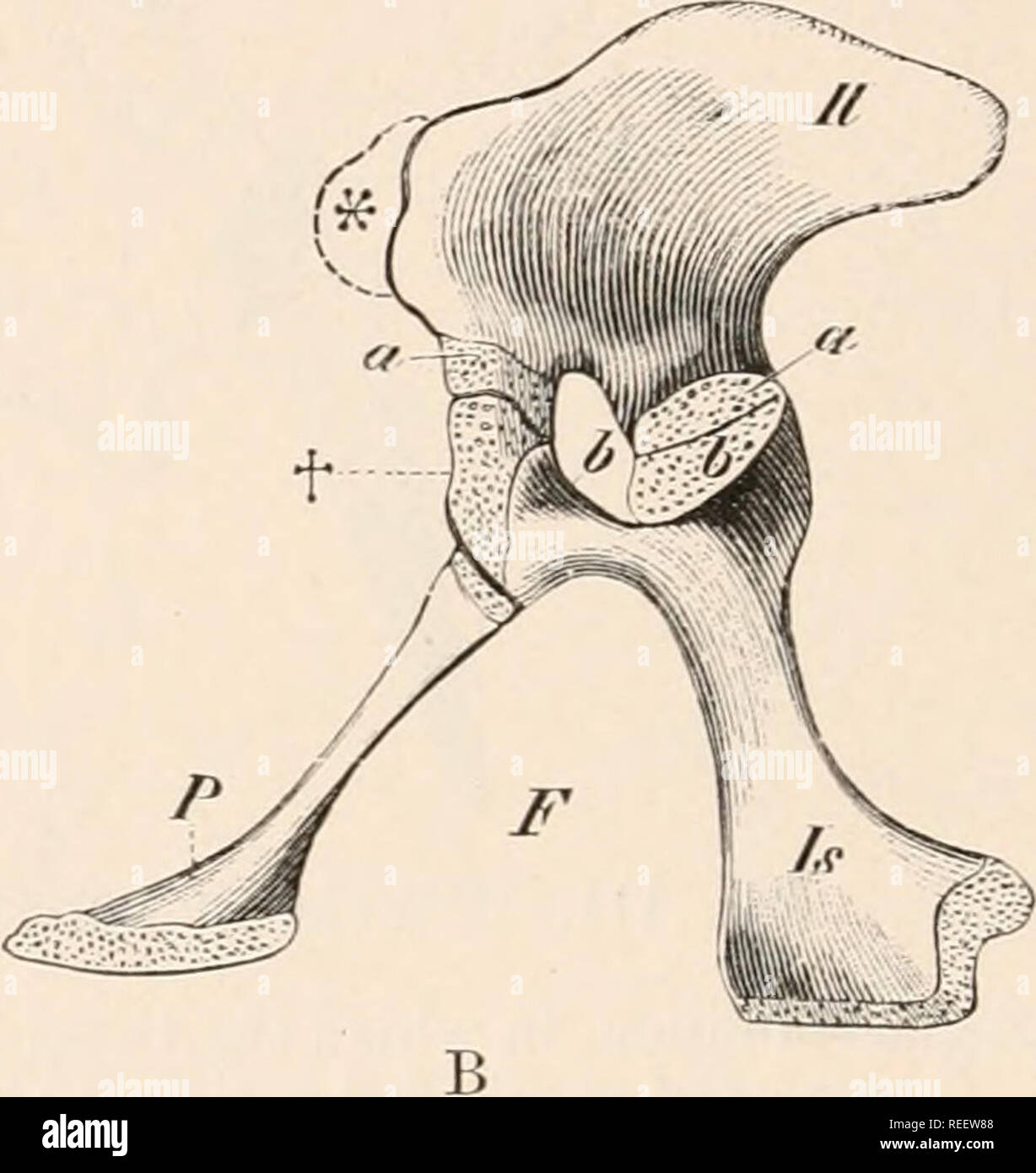 . Comparative anatomy of vertebrates. Anatomy, Comparative; Vertebrates ...