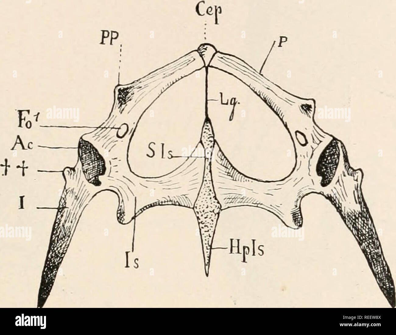 . Comparative anatomy of vertebrates. Anatomy, Comparative; Vertebrates ...