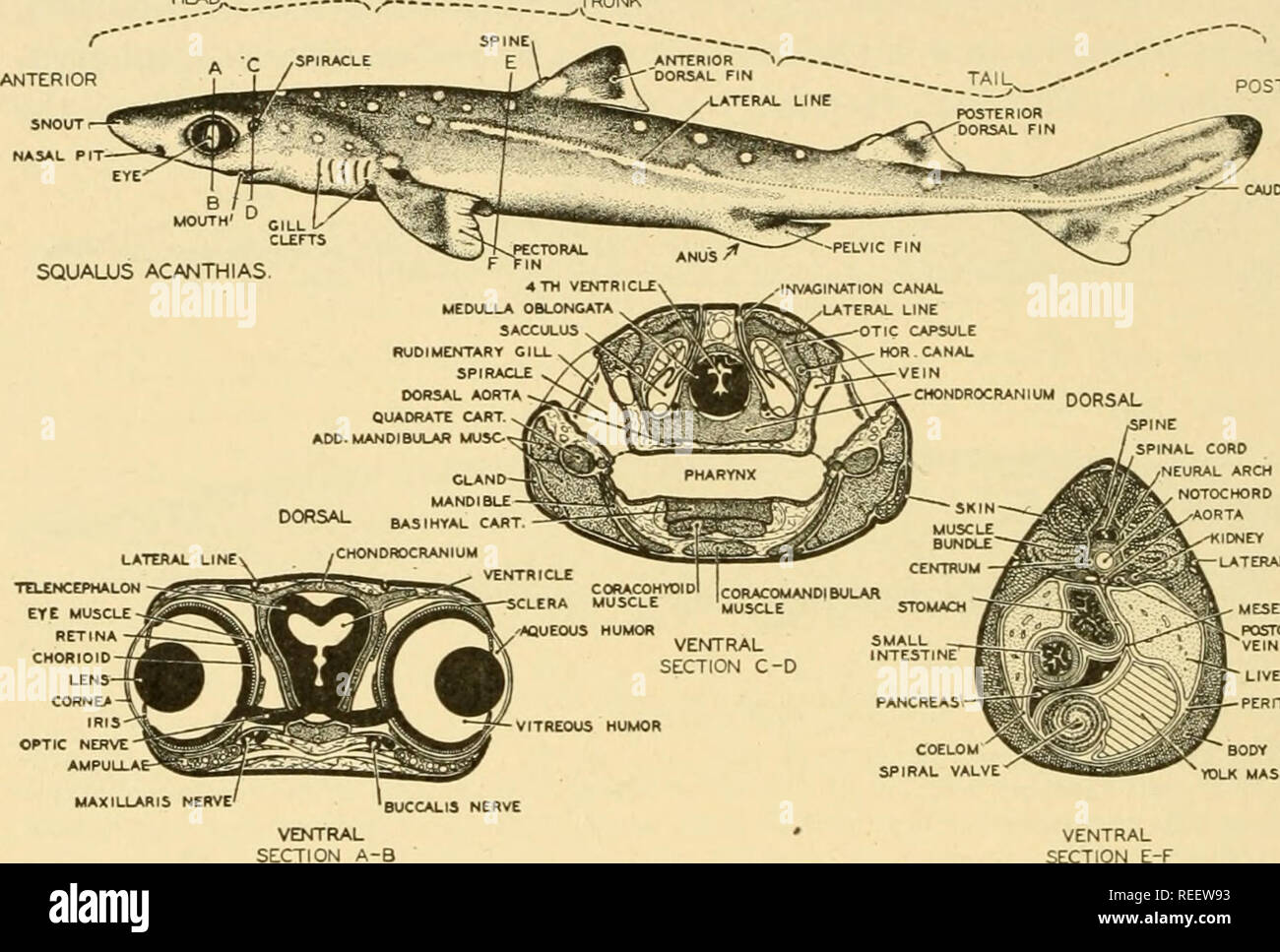 . Comparative anatomy. Anatomy, Comparative. 22 COMPARATIVE ANATOMY the ...