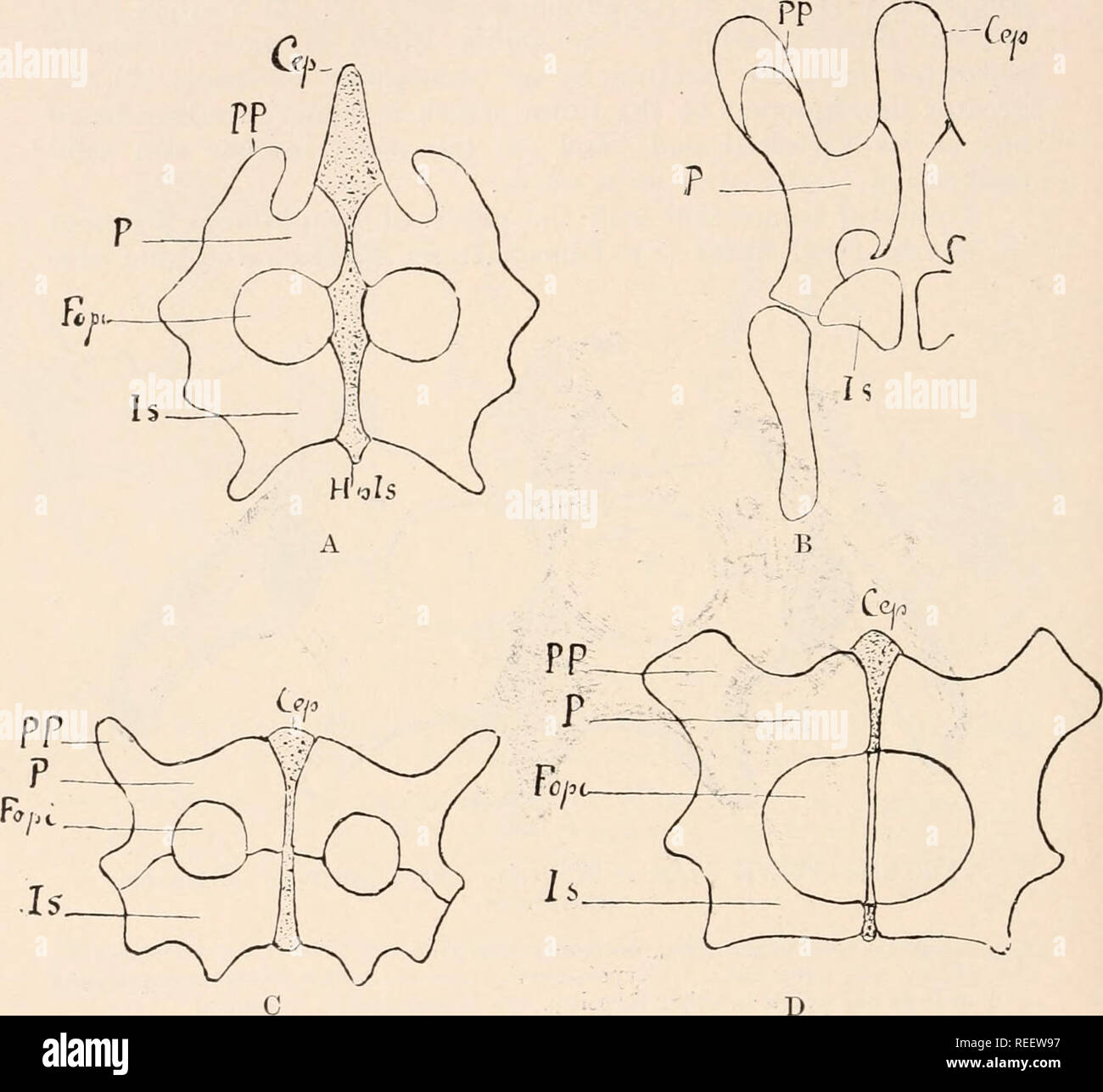 . Comparative anatomy of vertebrates. Anatomy, Comparative; Vertebrates ...