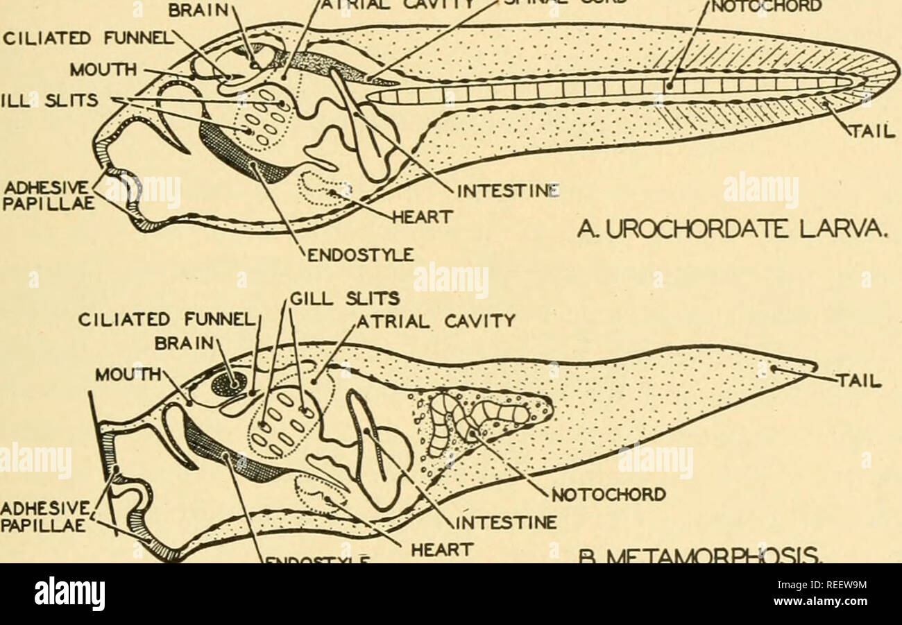 Atrial siphon hi-res stock photography and images - Alamy