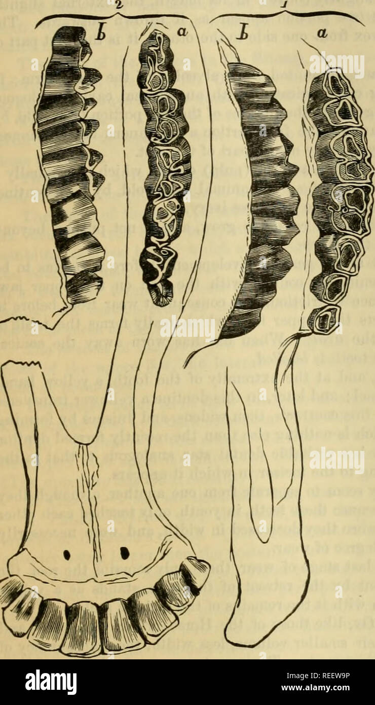 . The comparative anatomy of the domesticated animals. Veterinary ...