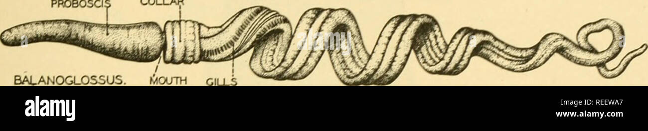 Balanoglossus hi-res stock photography and images - Alamy