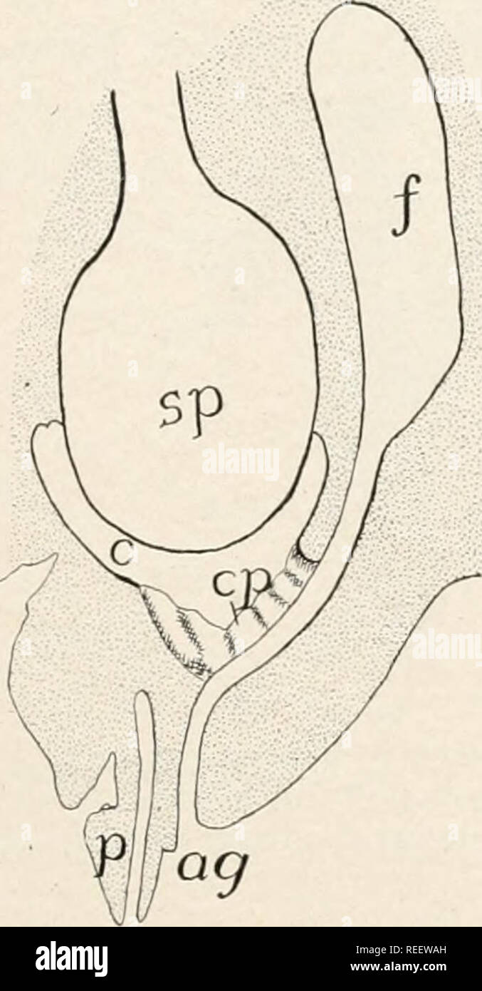 . Comparative anatomy of vertebrates. Anatomy, Comparative; Vertebrates ...