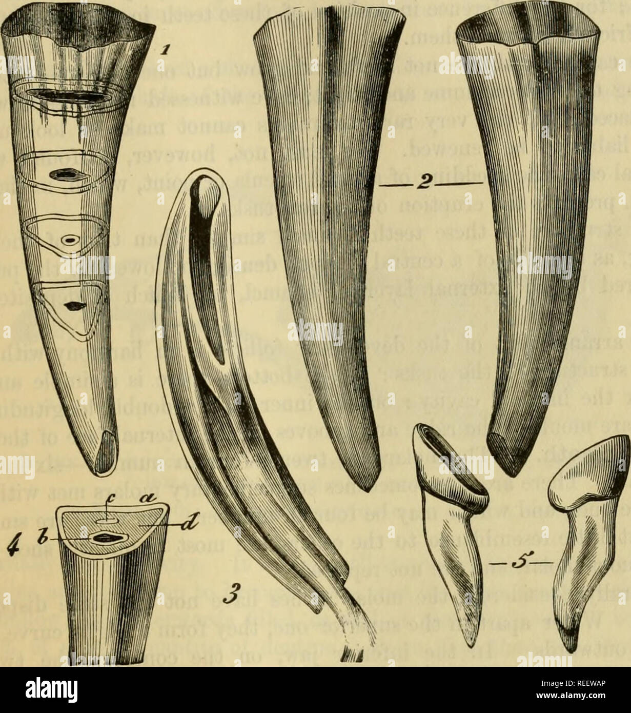. The comparative anatomy of the domesticated animals. Veterinary ...