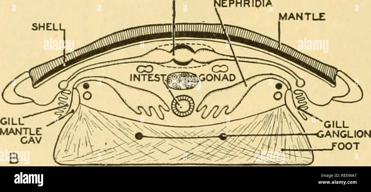 . Comparative anatomy. Anatomy, Comparative. FOOT GANGLION INT.GLAND ...