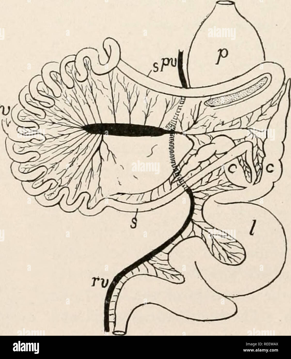 To caecum junction hi-res stock photography and images - Alamy