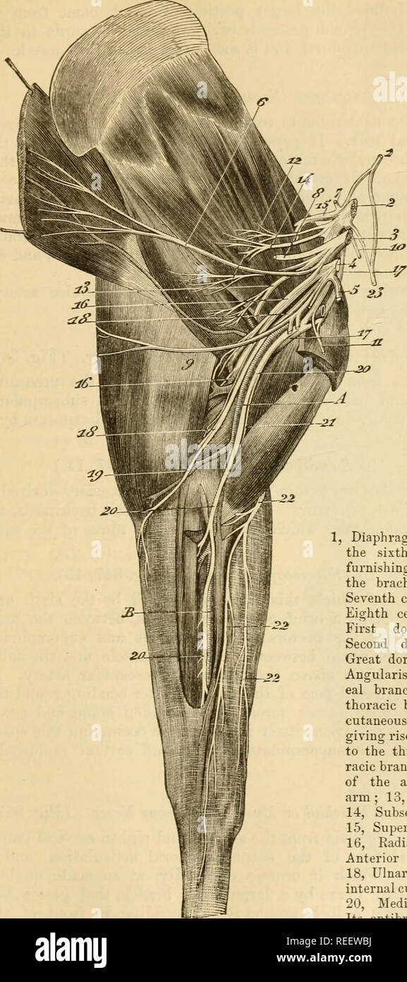 . The comparative anatomy of the domesticated animals. Veterinary ...