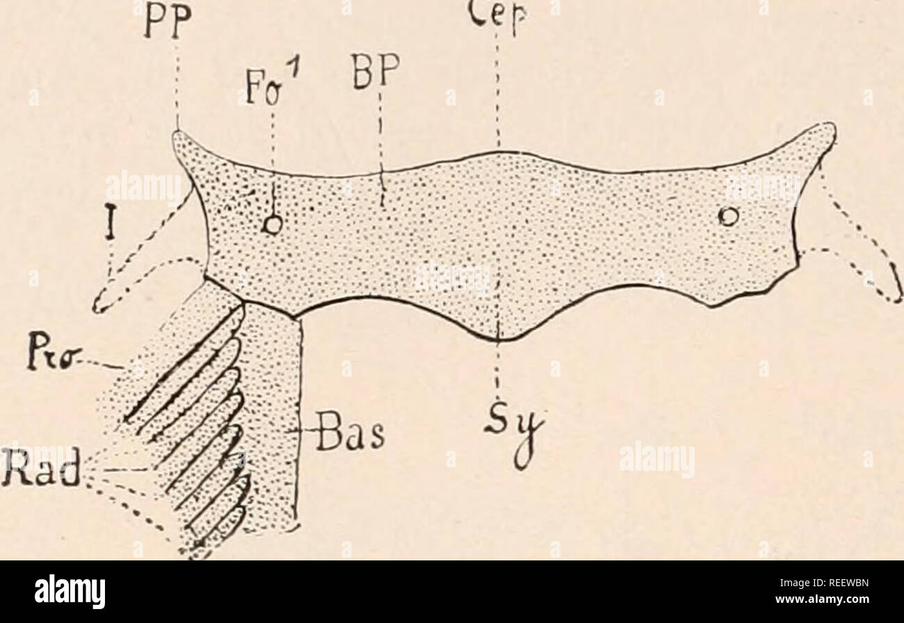 Anatomy diagram whole body hi-res stock photography and images - Alamy