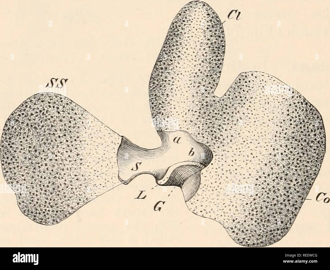 Whole clavicle bone hi-res stock photography and images - Alamy