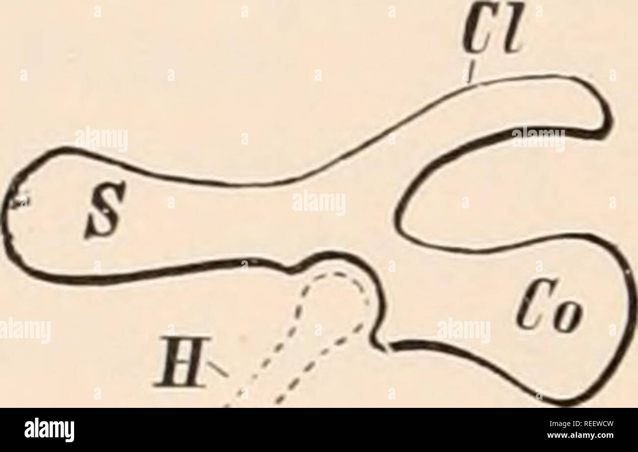 . Comparative anatomy of vertebrates. Anatomy, Comparative; Vertebrates ...