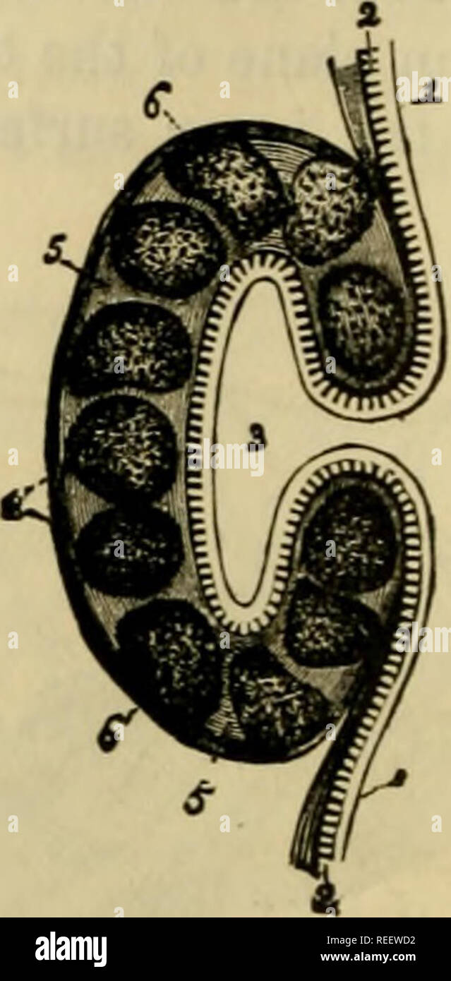 . The comparative anatomy of the domesticated animals. Veterinary ...