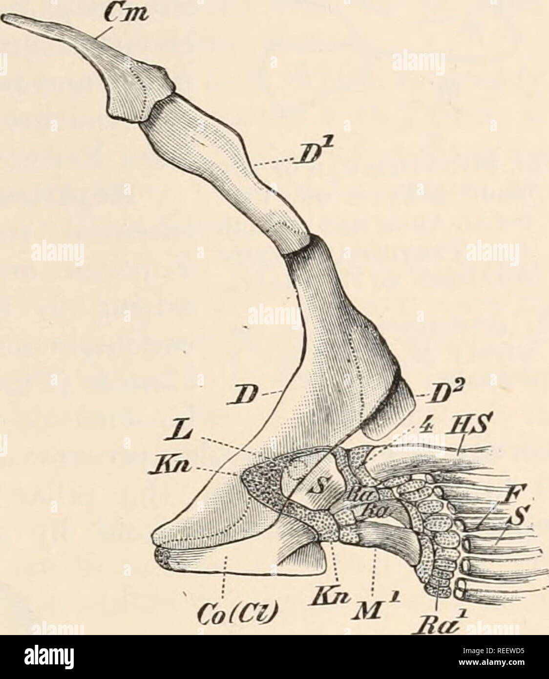 . Comparative anatomy of vertebrates. Anatomy, Comparative; Vertebrates ...