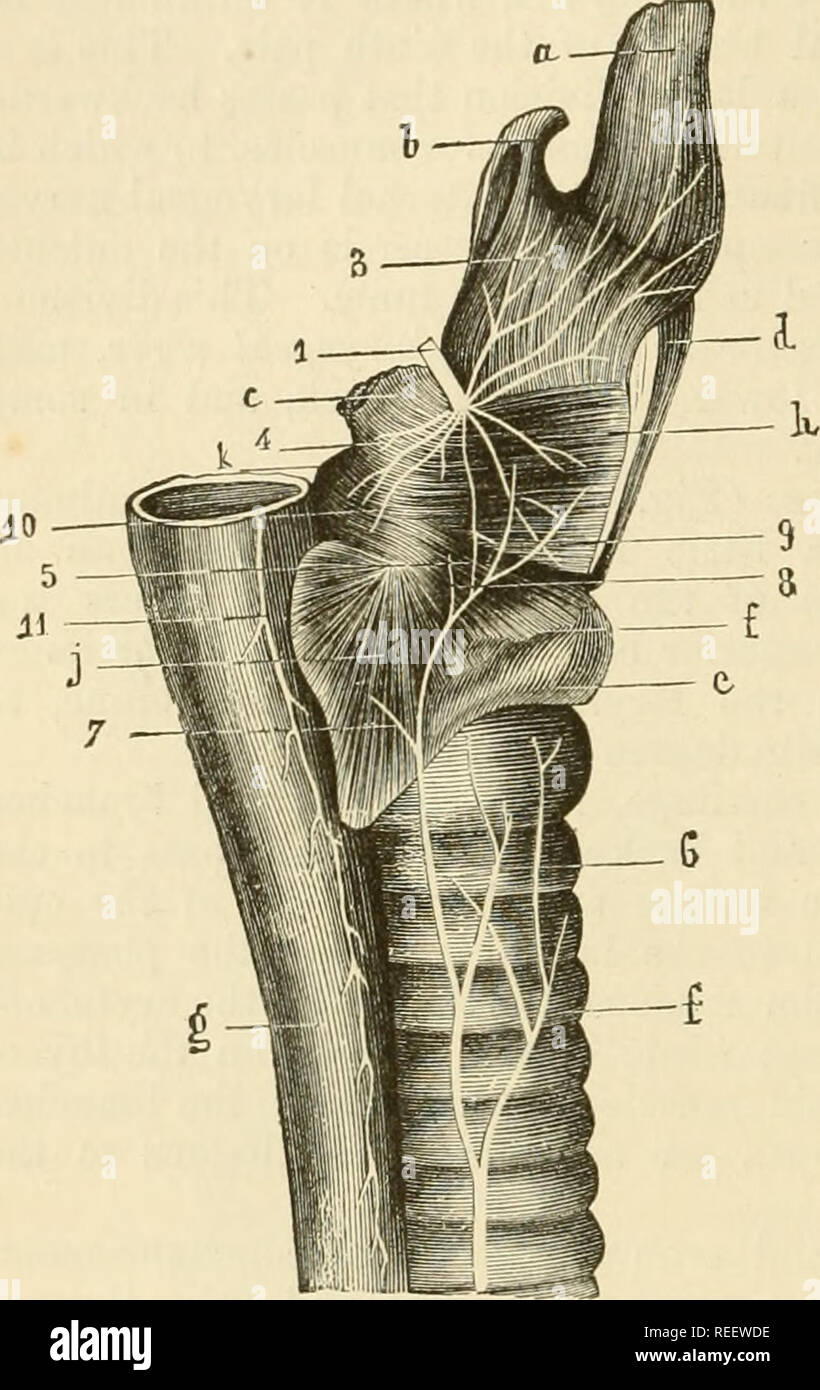 . The comparative anatomy of the domesticated animals. Veterinary ...