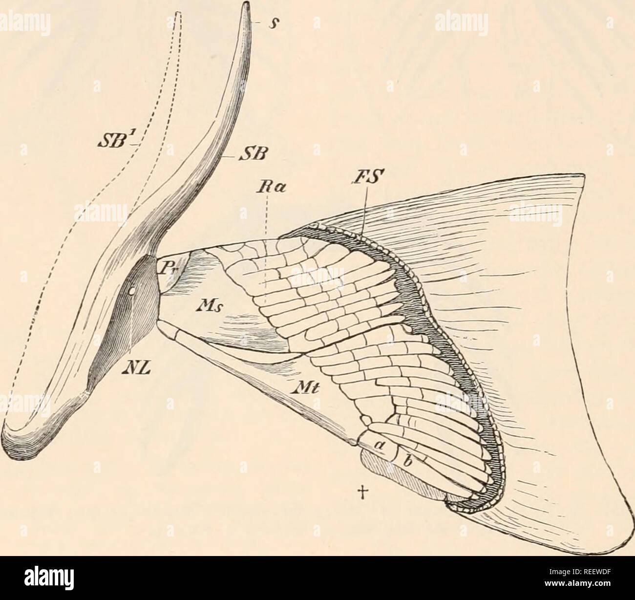 . Comparative anatomy of vertebrates. Anatomy, Comparative; Vertebrates ...
