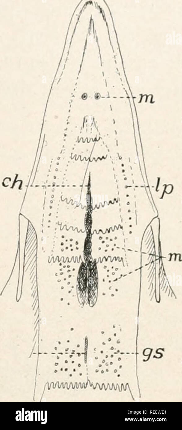 . Comparative anatomy of vertebrates. Anatomy, Comparative; Vertebrates ...