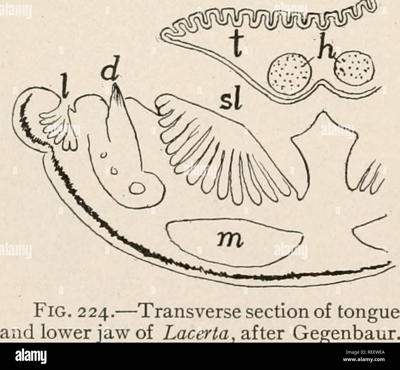 . Comparative anatomy of vertebrates. Anatomy, Comparative; Vertebrates ...