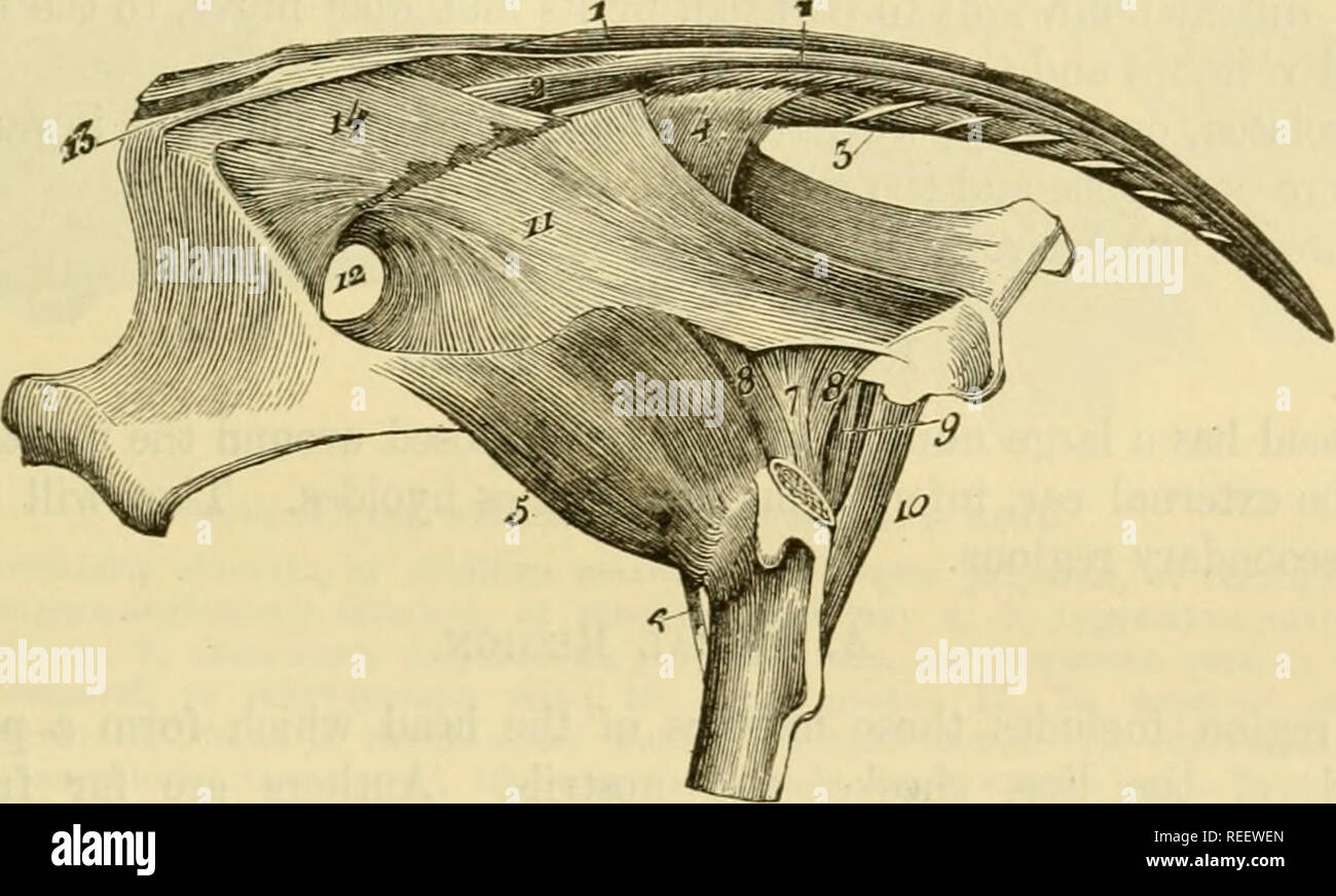 . The comparative anatomy of the domesticated animals. Horses ...