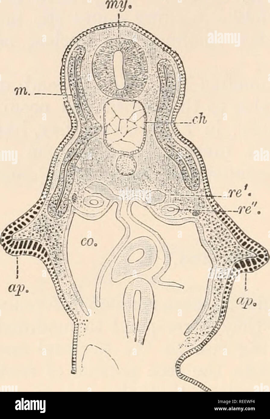 Pelvic fin fins hi-res stock photography and images - Alamy