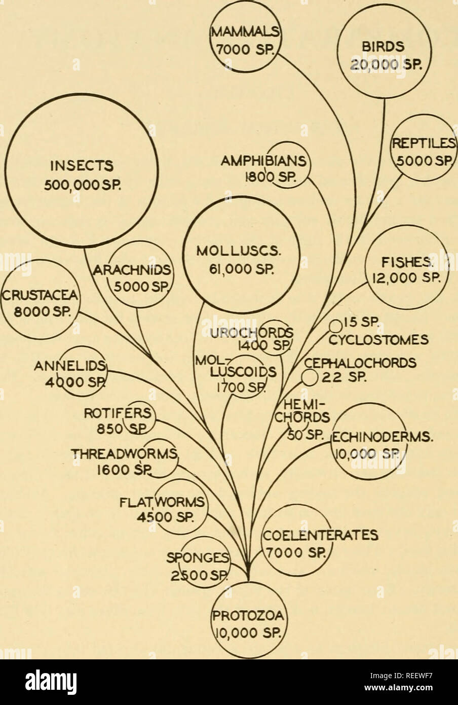 Animal Evolution Tree