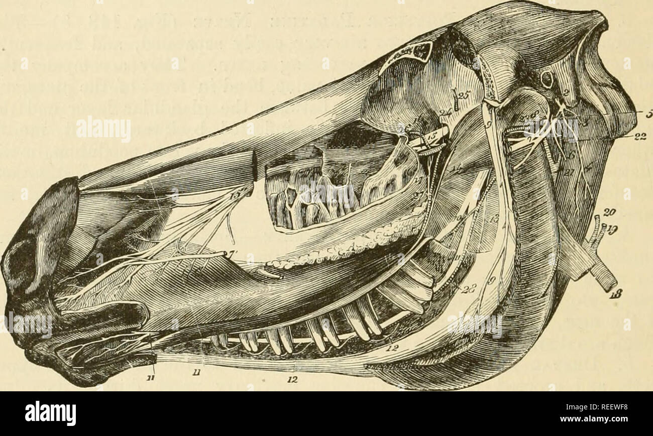 Nasalis muscle hi-res stock photography and images - Alamy