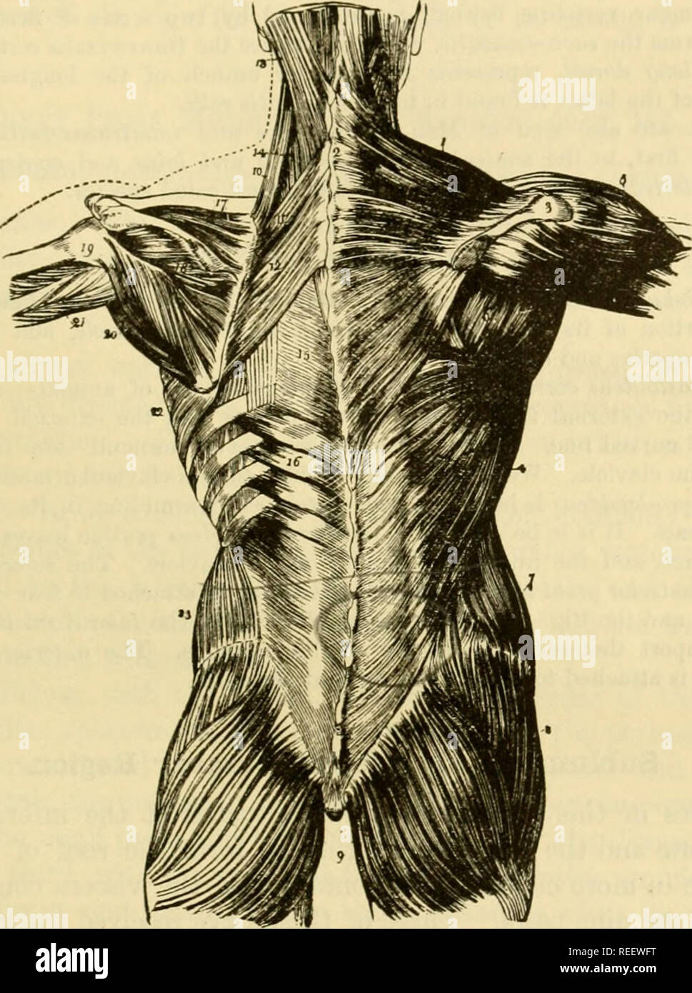 . The comparative anatomy of the domesticated animals. Horses ...