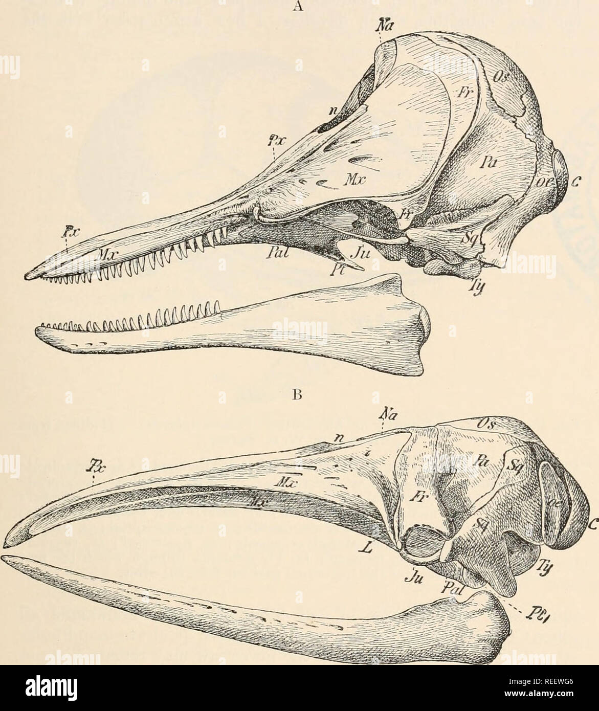 . Comparative anatomy of vertebrates. Anatomy, Comparative; Vertebrates ...