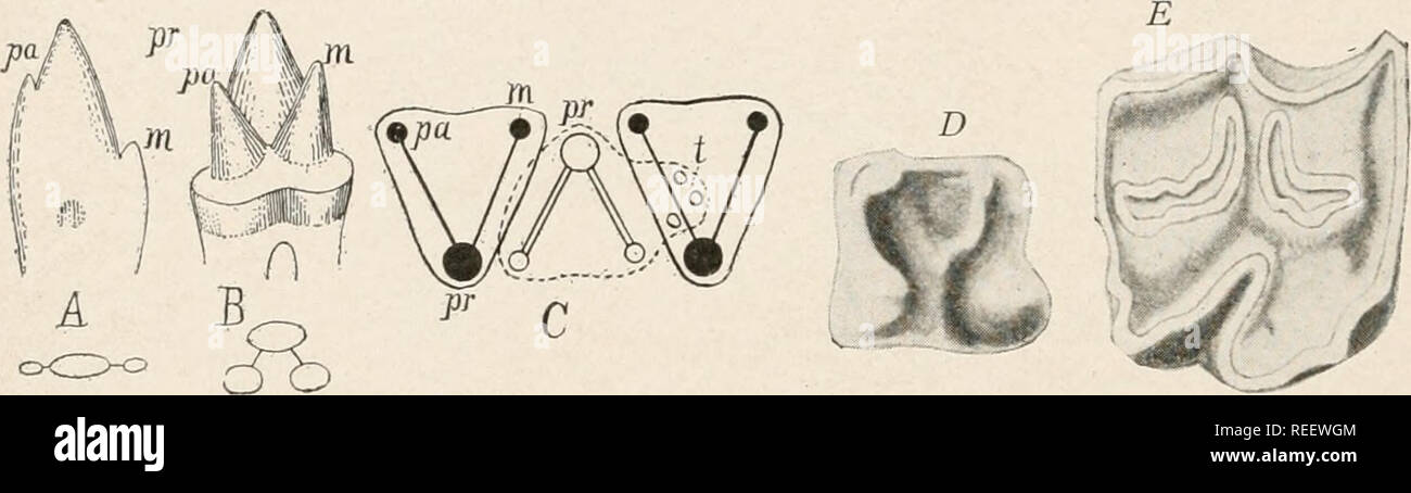 Transverse Ridges Teeth