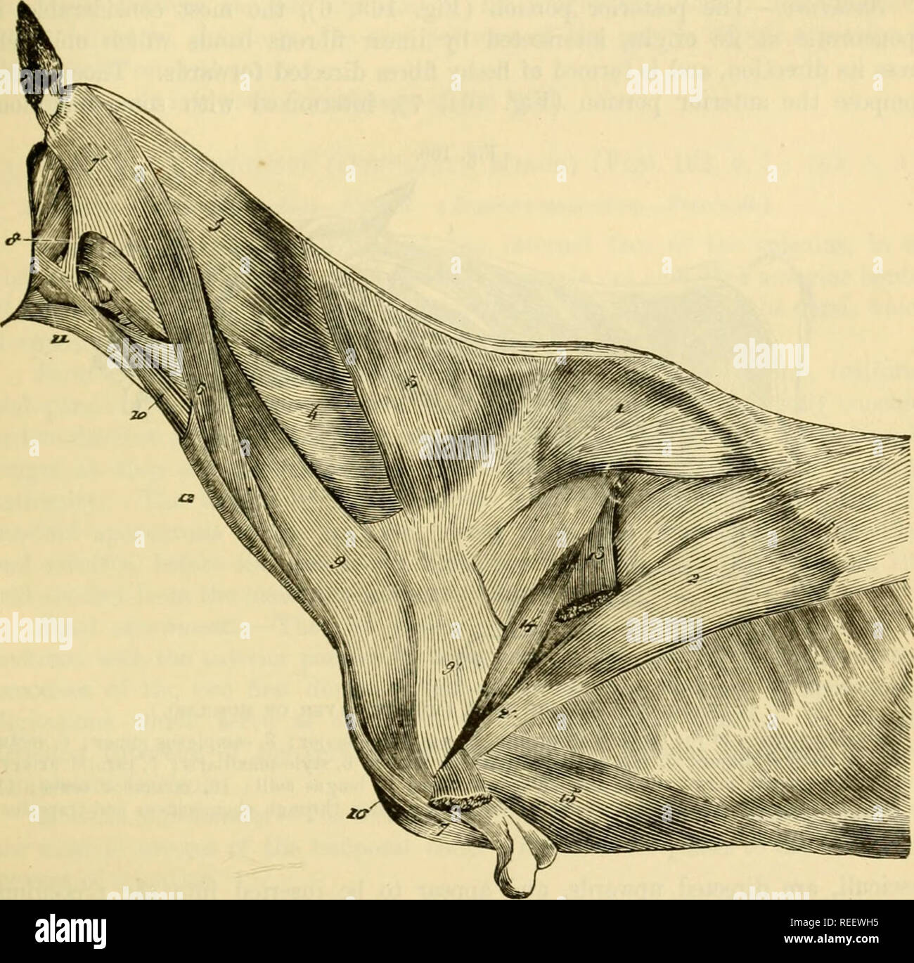 Rhomboideus hi-res stock photography and images - Alamy