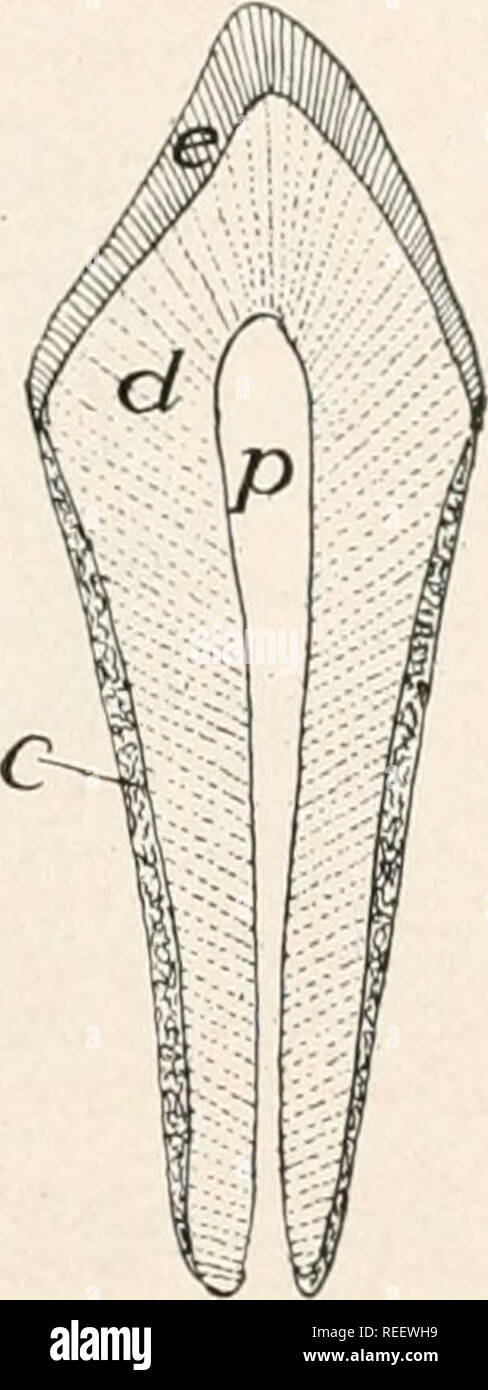 . Comparative anatomy of vertebrates. Anatomy, Comparative; Vertebrates ...