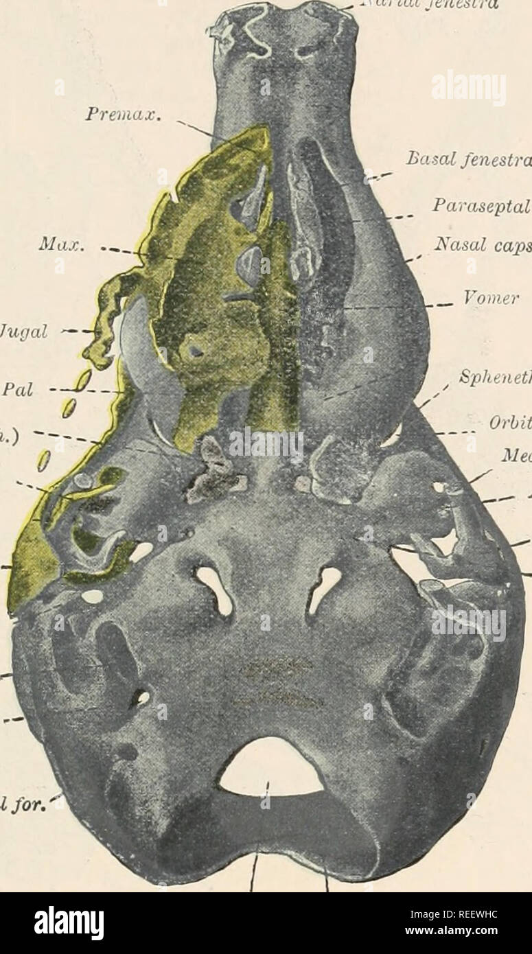 . Comparative anatomy of vertebrates. Anatomy, Comparative; Vertebrates ...
