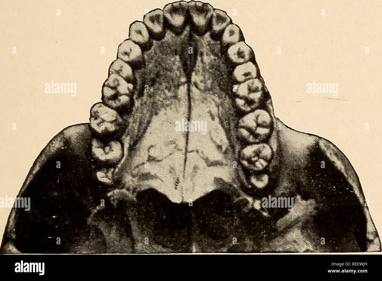 Mongoloid High Resolution Stock Photography and Images - Alamy