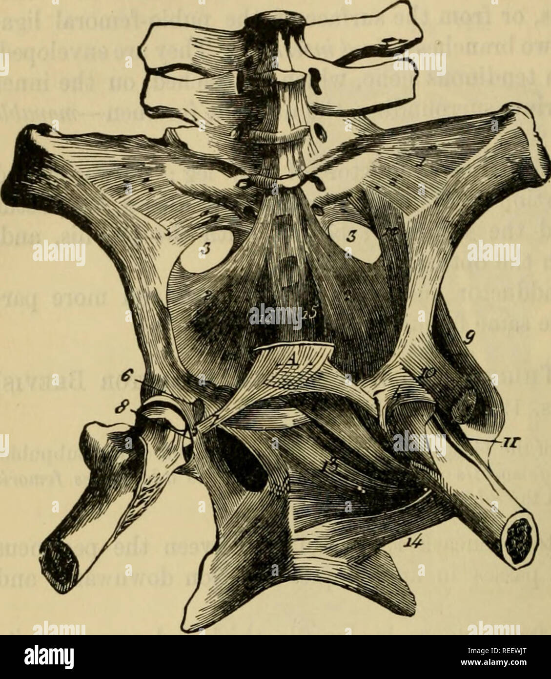 . The comparative anatomy of the domesticated animals. Veterinary ...