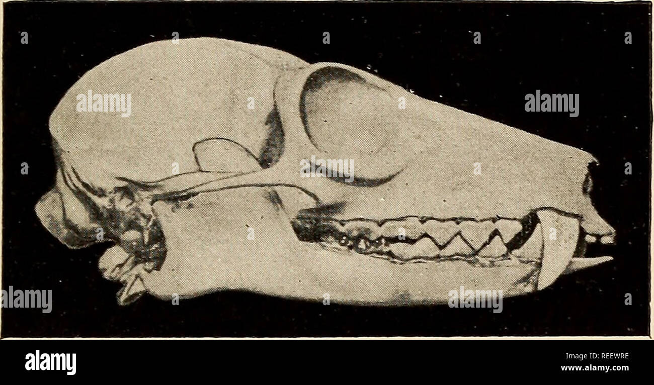 . Comparative dental anatomy. Teeth; Dentistry. THE TEETH OF MAMMALS ...