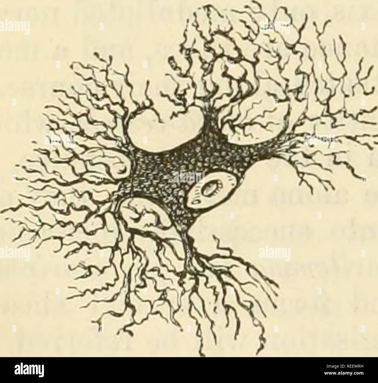 . The comparative anatomy of the domesticated animals. Veterinary ...