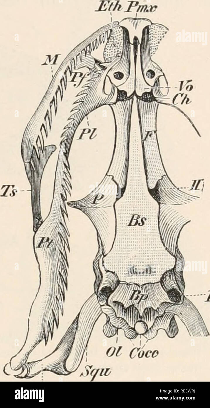 Pe ay fl hi-res stock photography and images - Alamy