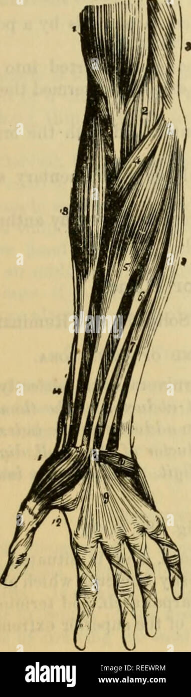 . The comparative anatomy of the domesticated animals. Veterinary ...