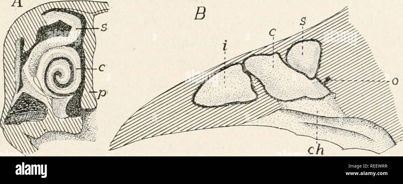 . Comparative anatomy of vertebrates. Anatomy, Comparative; Vertebrates ...