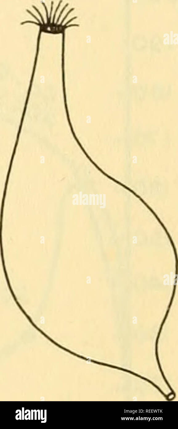 . Comparative animal physiology. Physiology, Comparative; Physiology ...