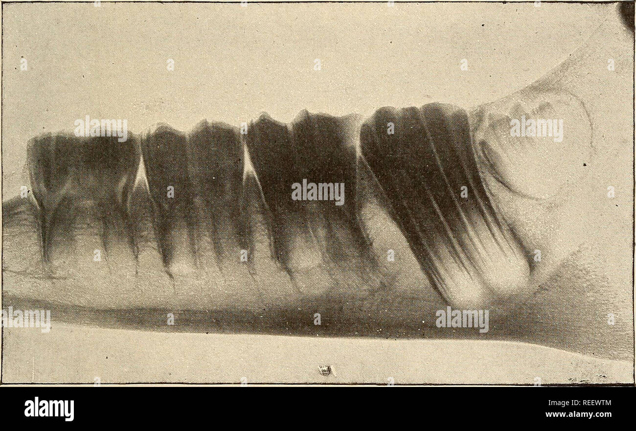 Dental anatomy of horse hi-res stock photography and images - Alamy