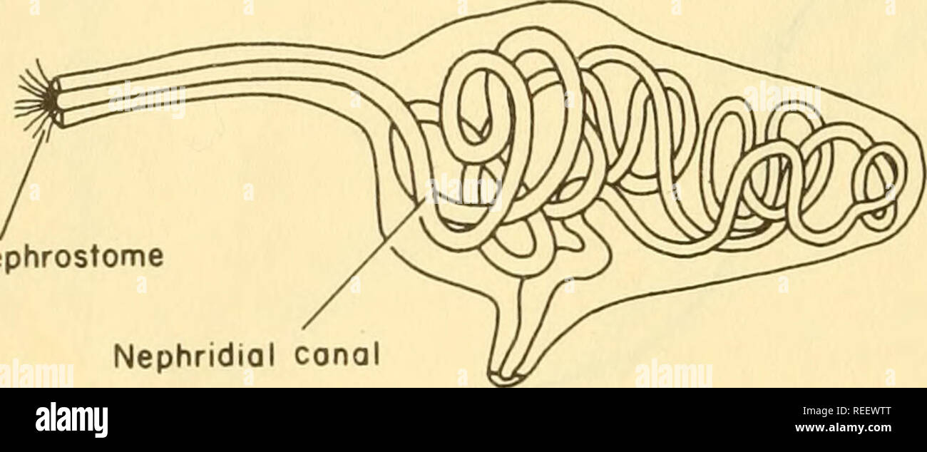 . Comparative animal physiology. Physiology, Comparative; Physiology ...