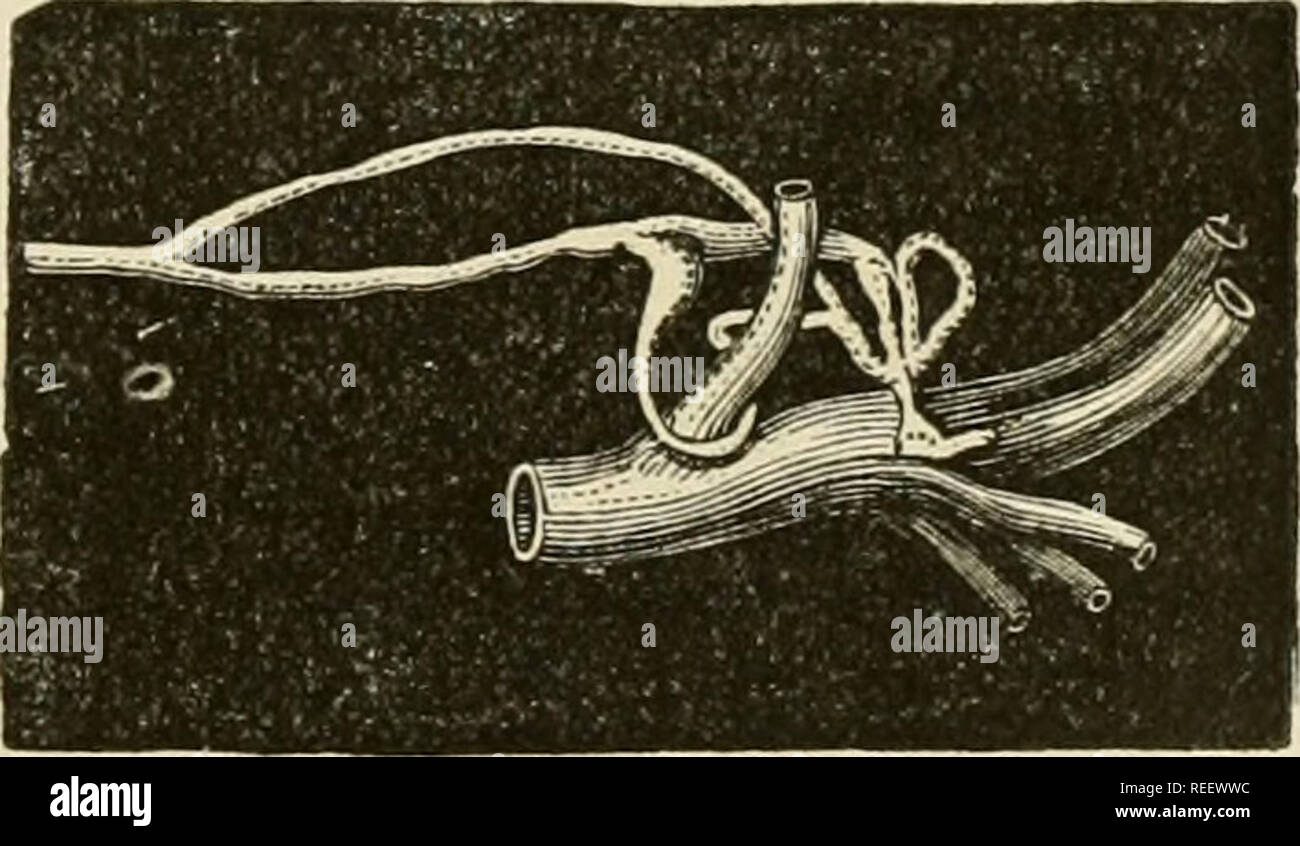 . The comparative anatomy of the domesticated animals. Veterinary ...