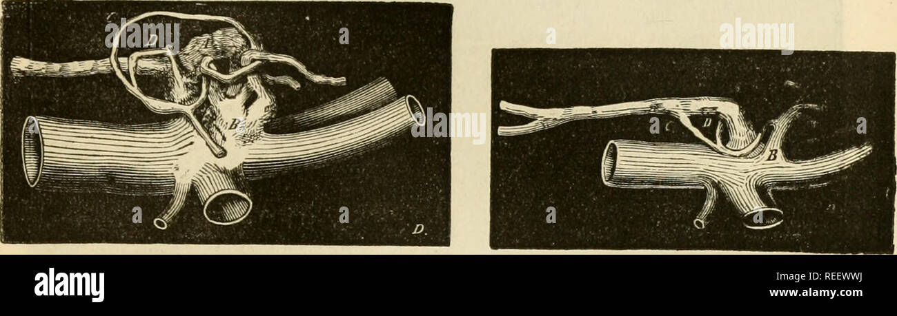. The comparative anatomy of the domesticated animals. Veterinary ...