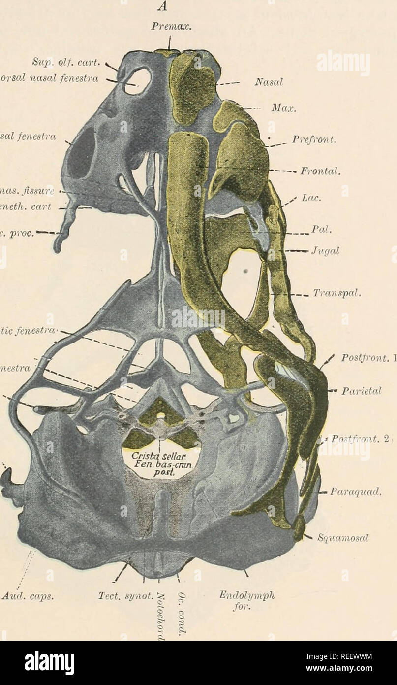 . Comparative anatomy of vertebrates. Anatomy, Comparative; Vertebrates ...