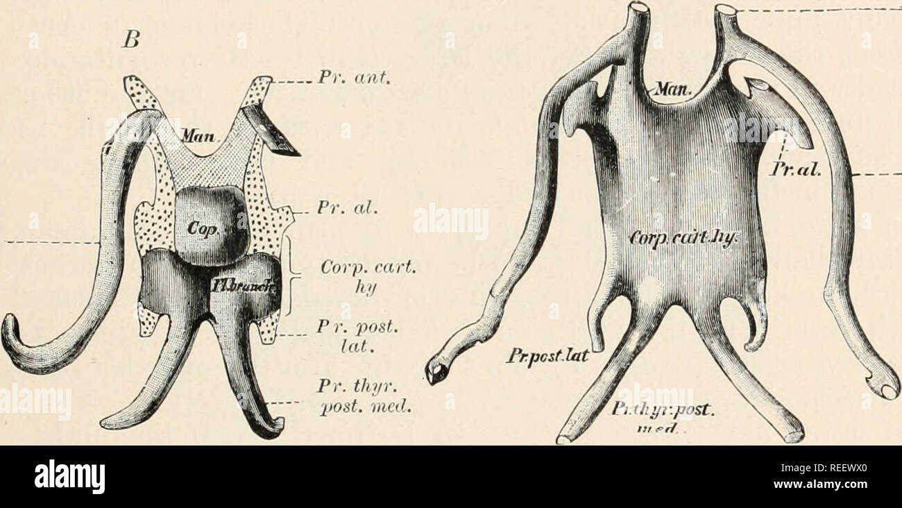 Skeletal System Of A Frog Ventral View