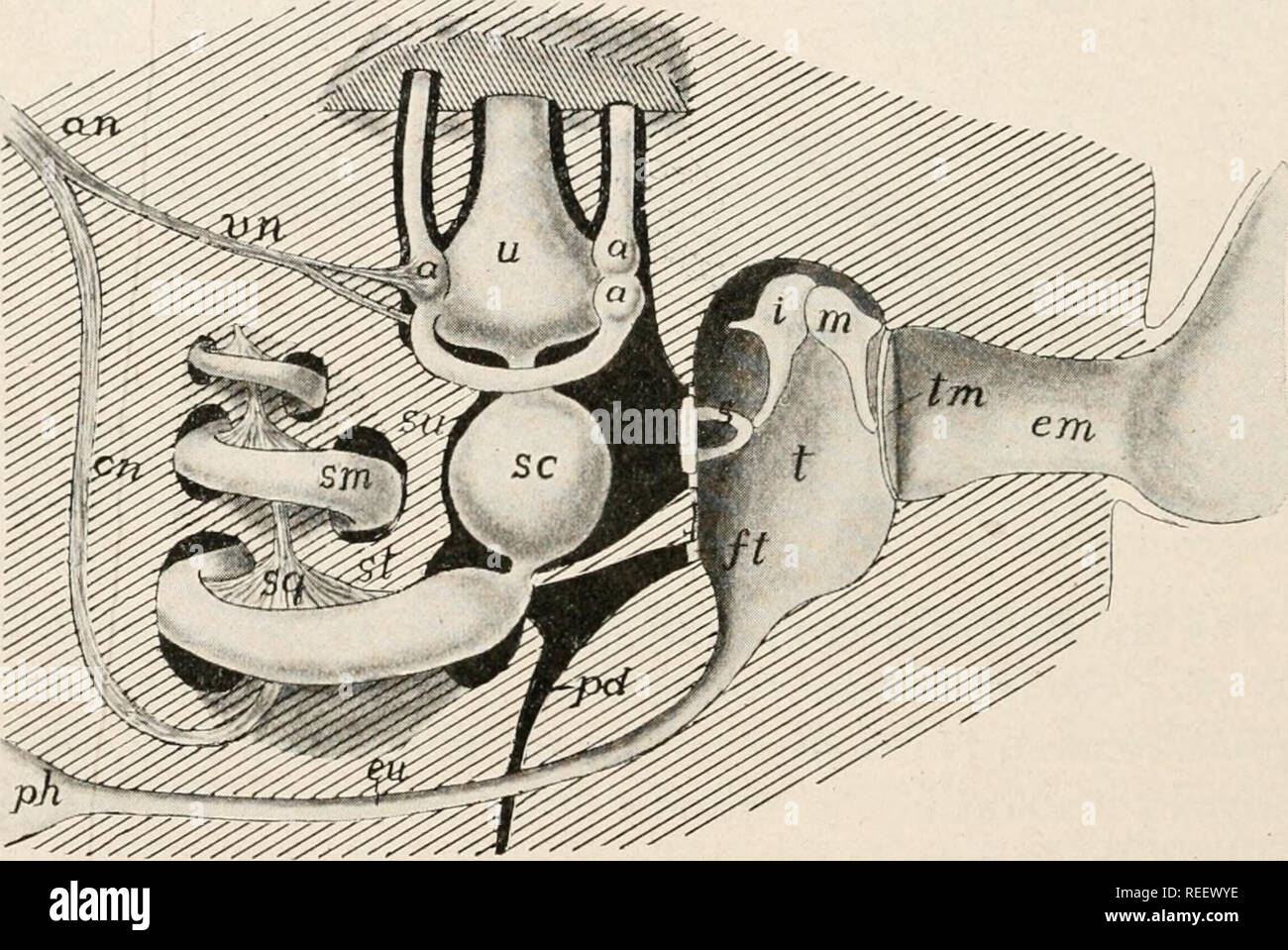 Collect evi hi-res stock photography and images - Alamy